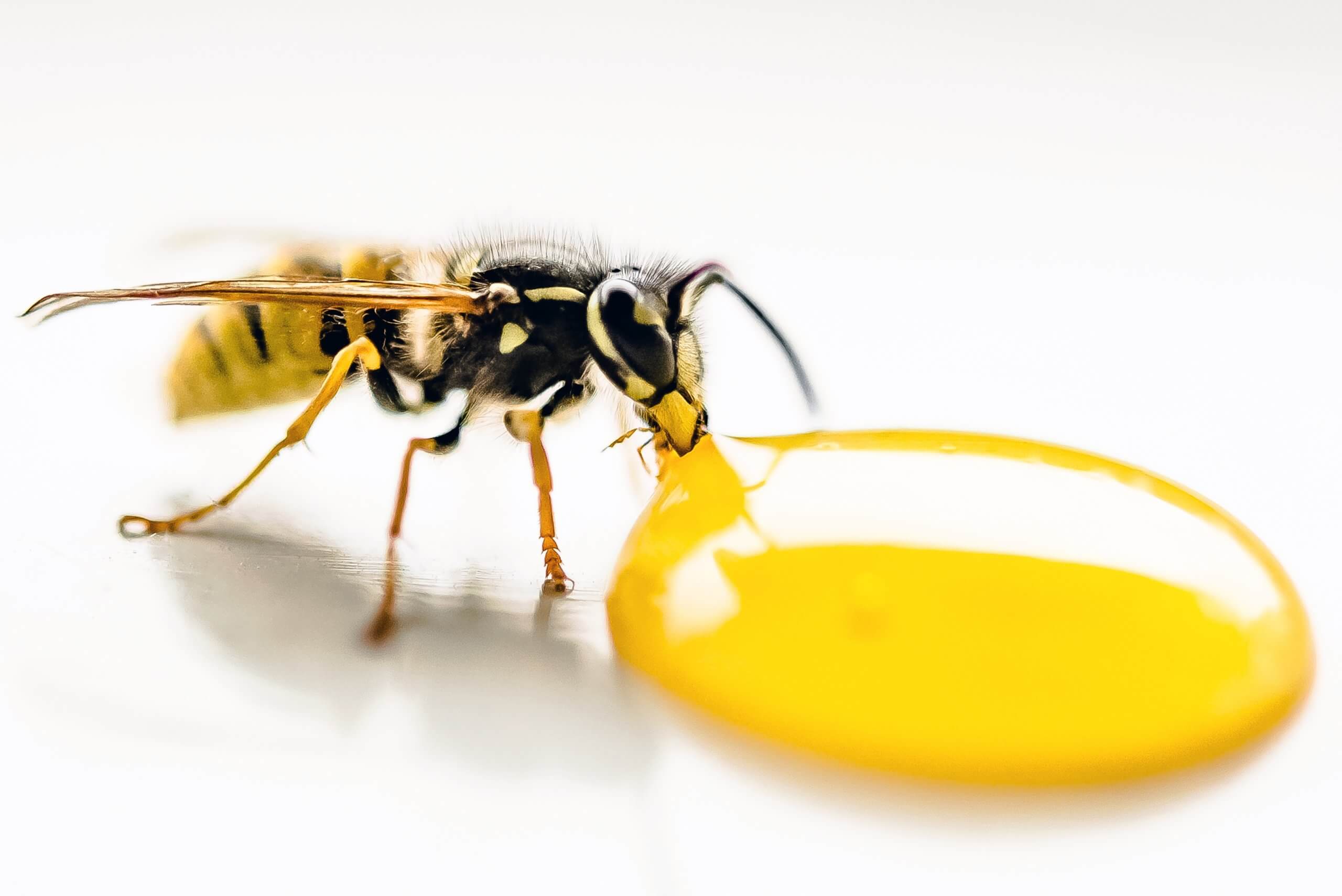 Insektenstich: Wie wird er im Notfall behandelt?